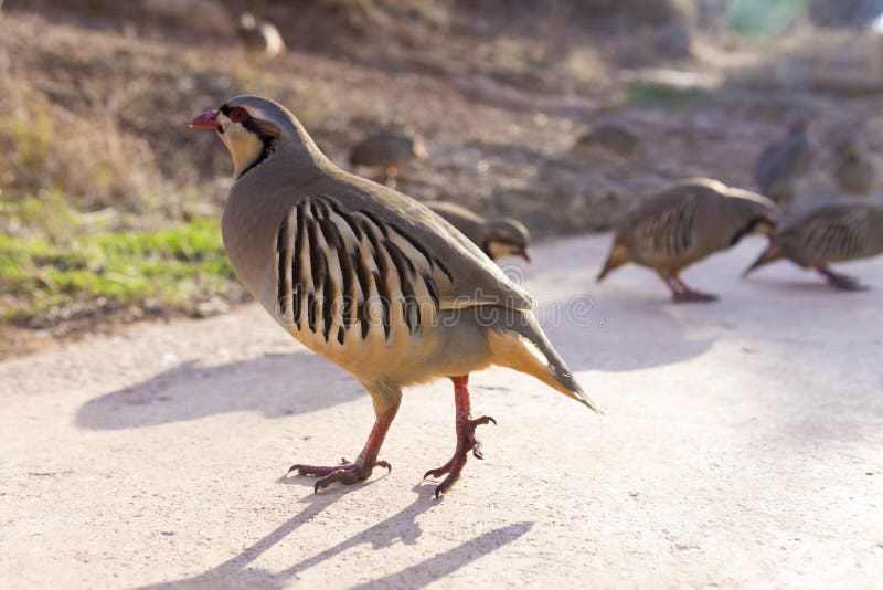 Perdiz De Rocha Que Anda Nas Etapas Do Templo De Poseidon Foto de Stock ...