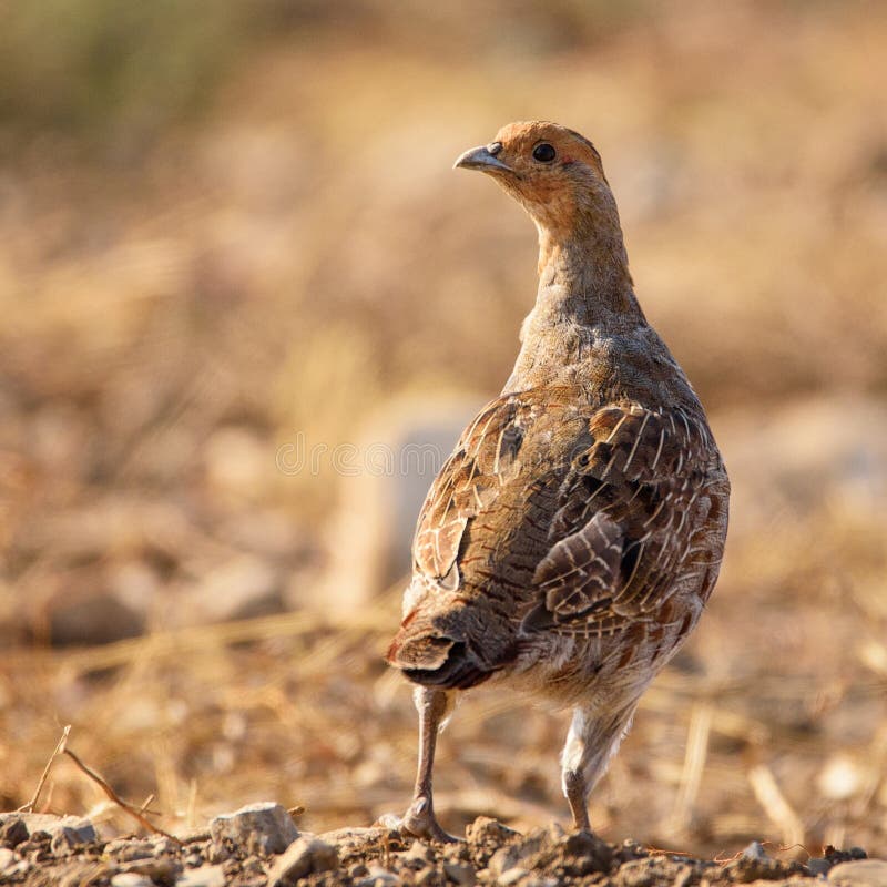 La Perdiz Gris (perdix Del Perdix) Imagen de archivo - Imagen de nieve ...