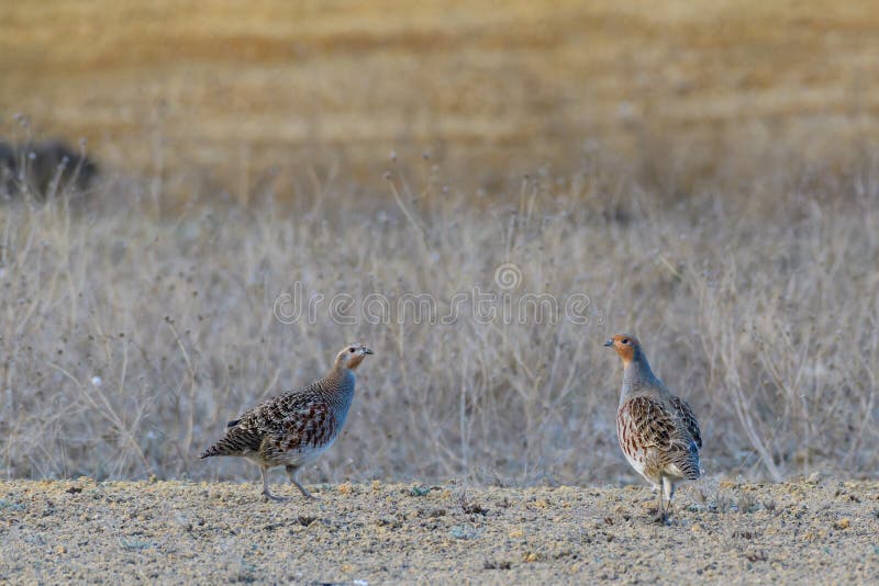 Perdiz. Fundo De Natureza De Cores Quentes. Perdiz Cinza. Perdix Foto ...