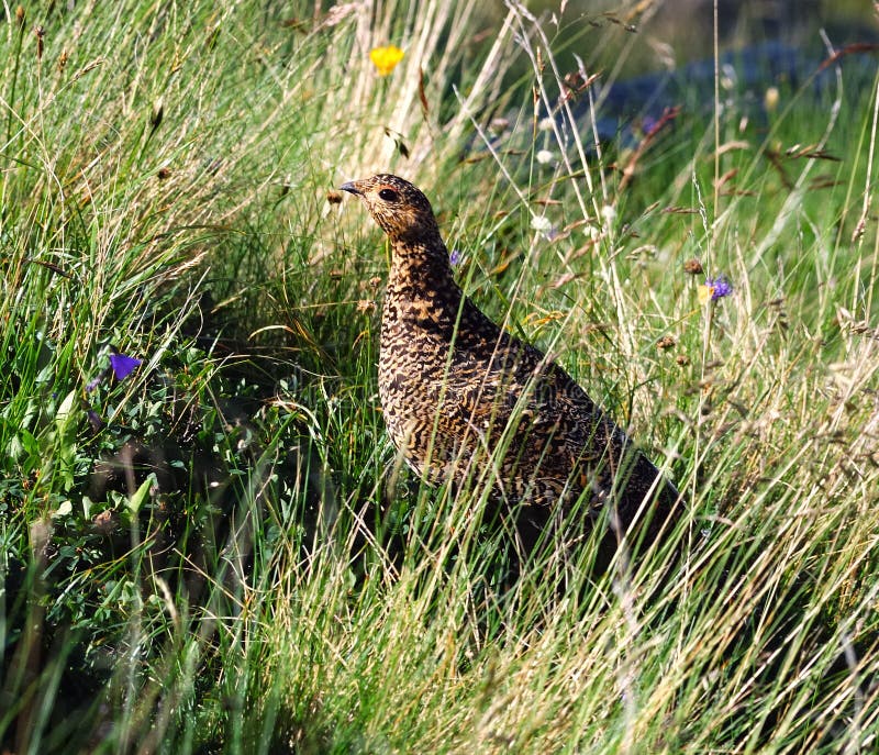 Perdiz nival imagen de archivo. Imagen de alimento, gallina - 1844323