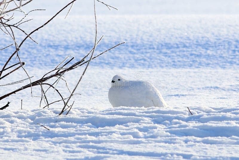 La perdiz blanca imagen de archivo. Imagen de ptarmigan - 37811039