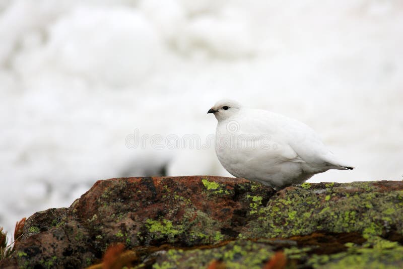 Perdiz nival de la roca foto de archivo. Imagen de juego - 38401938