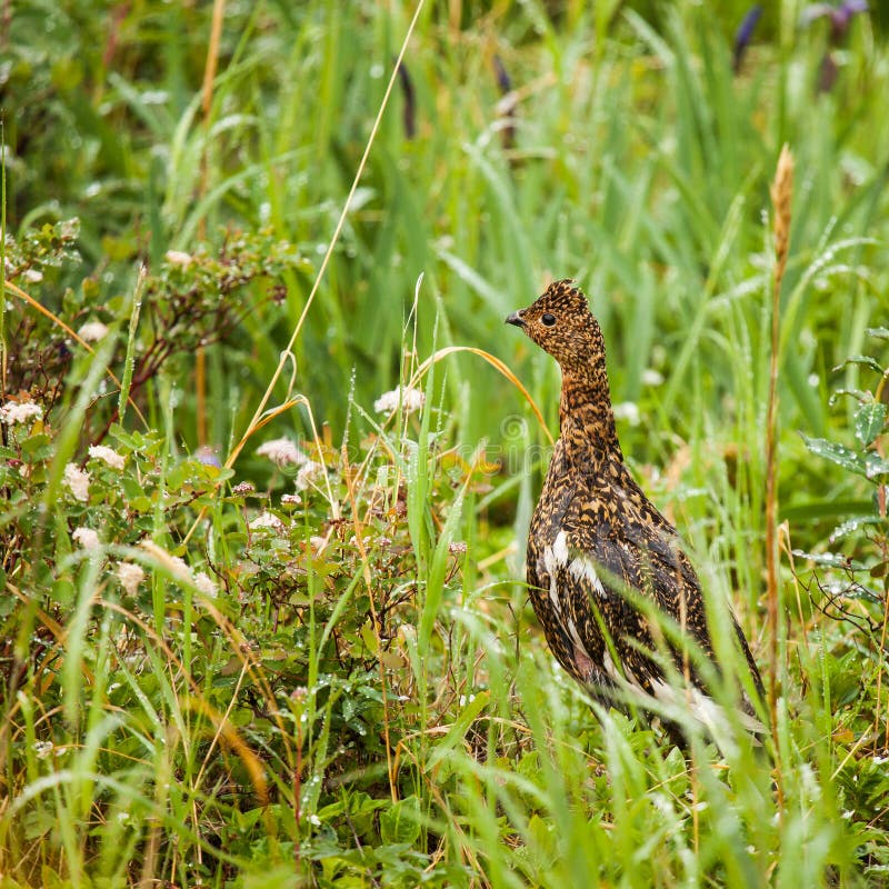 Perdiz nival de la roca foto de archivo. Imagen de verano - 78974208