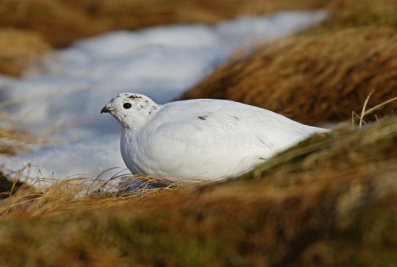 Perdiz nival en nieve foto de archivo. Imagen de fauna - 8677040