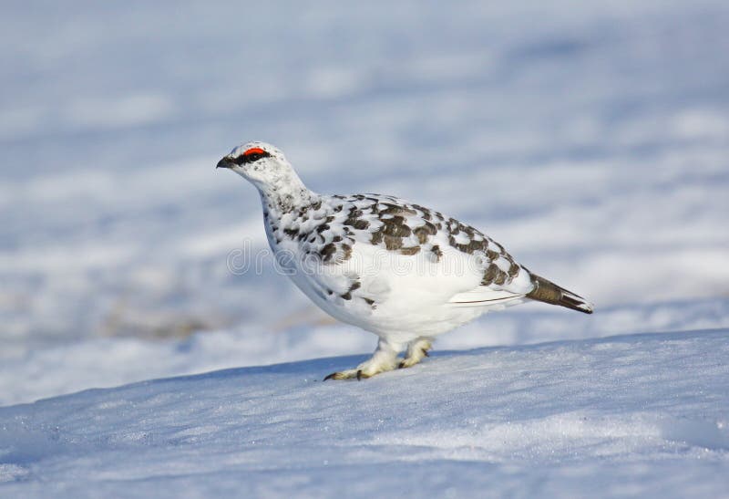 Perdiz nival en nieve foto de archivo. Imagen de fauna - 8677040