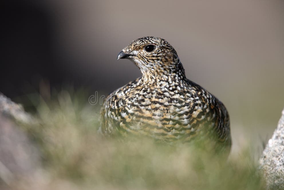 Perdiz Nival, Mutus Del Lagopus Imagen de archivo - Imagen de fauna ...