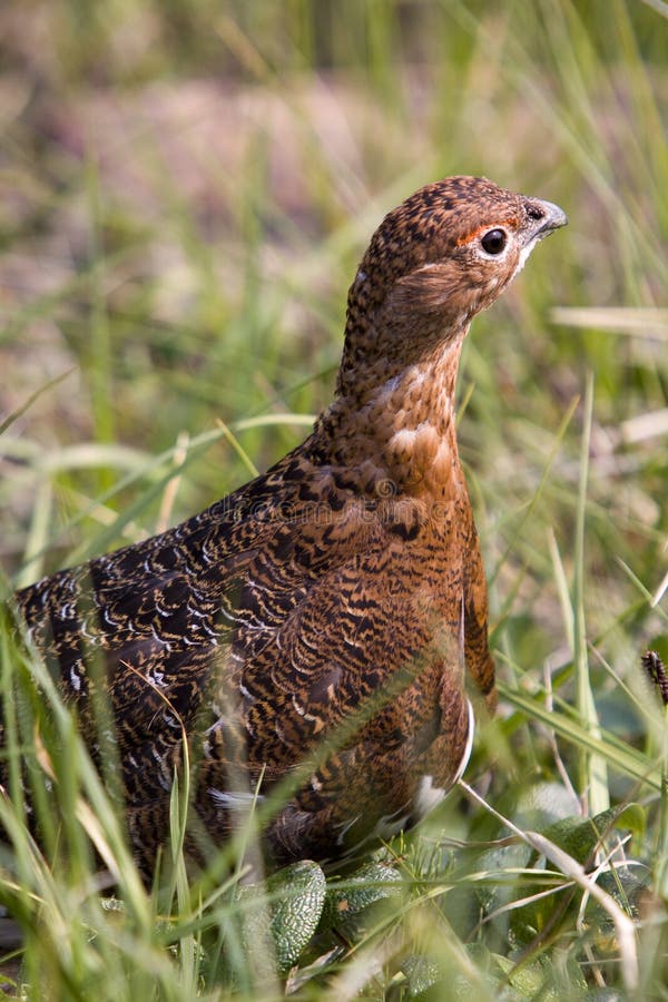 Oiseau Frais De Perdrix D'isolement Sur Le Blanc Photo stock - Image du ...
