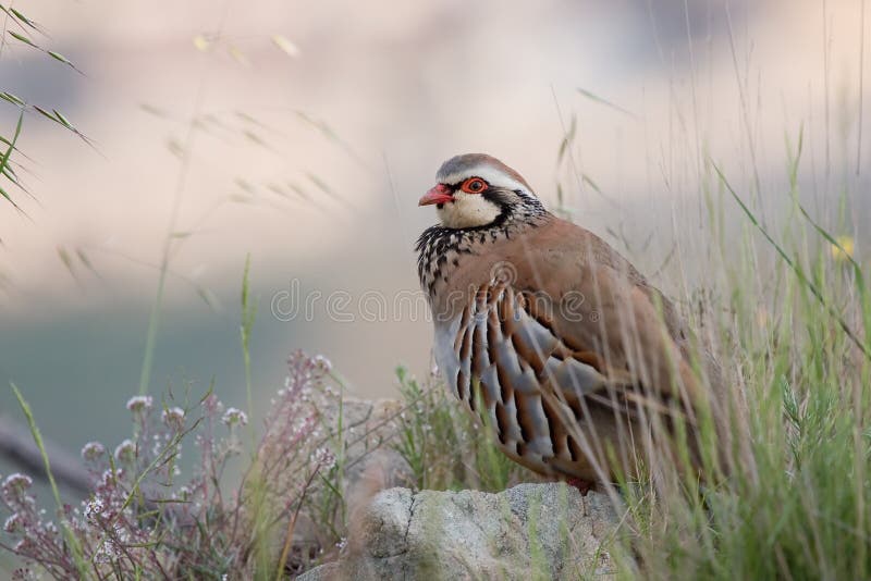 Perdrix image stock. Image du volaille, centrales, oiseaux - 17682917