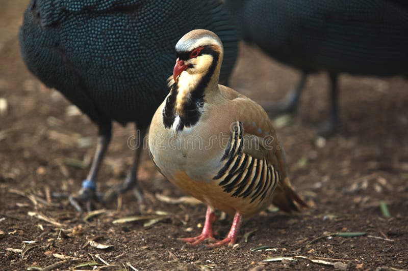 Perdrix chukar image stock. Image du perdrix, oiseaux - 23686523