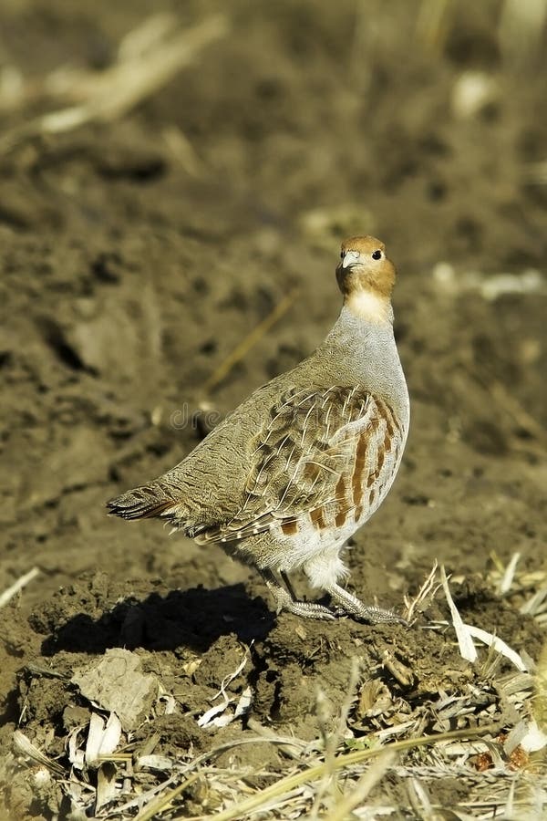 Perdrix Grise Dans L'habitat Naturel/perdix De Perdix Image stock ...