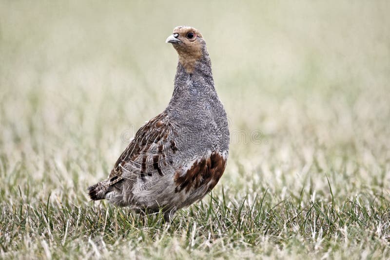 Perdrix Grise, Perdix De Perdix Image stock - Image du gibier ...