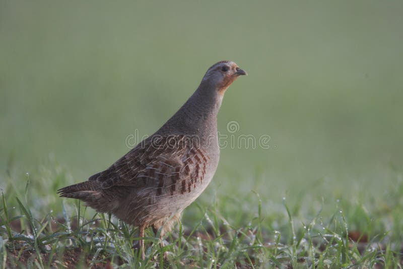 Perdrix Grise, Perdix De Perdix Photo stock - Image du nature, oiseau ...