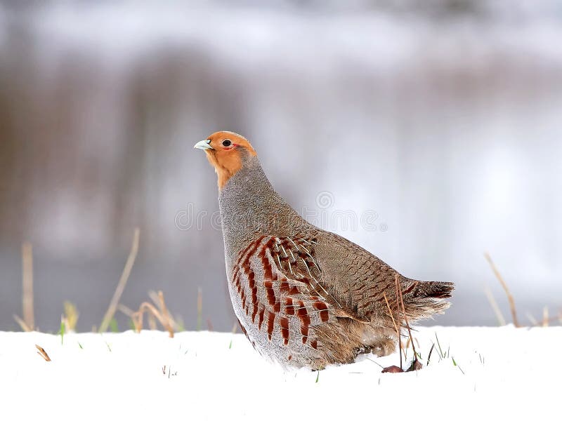 Perdrix Grise (Perdix Perdix) Photo stock - Image du hiver, oiseau ...