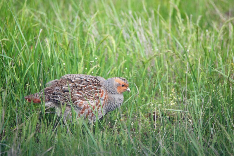 Perdrix Grise, Perdix De Perdix Image stock - Image du anglais, champs ...