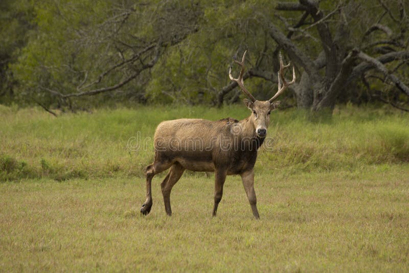 Pere David Bull stock image. Image of grass, animal - 231800647