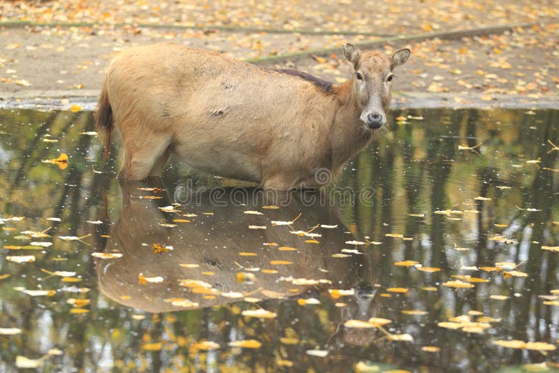 Pere David`s deer 7 stock image. Image of environment - 14512841