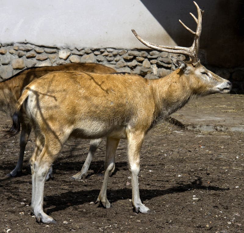 Pere David`s deer 7 stock image. Image of environment - 14512841