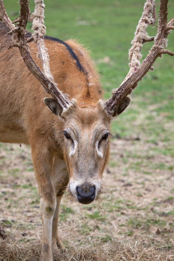 Mandarin Sika Deer stock image. Image of animal, mandarin - 11297821