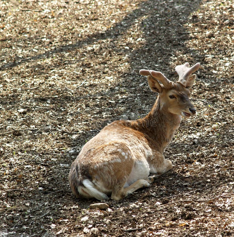 Pere David`s deer 7 stock image. Image of environment - 14512841