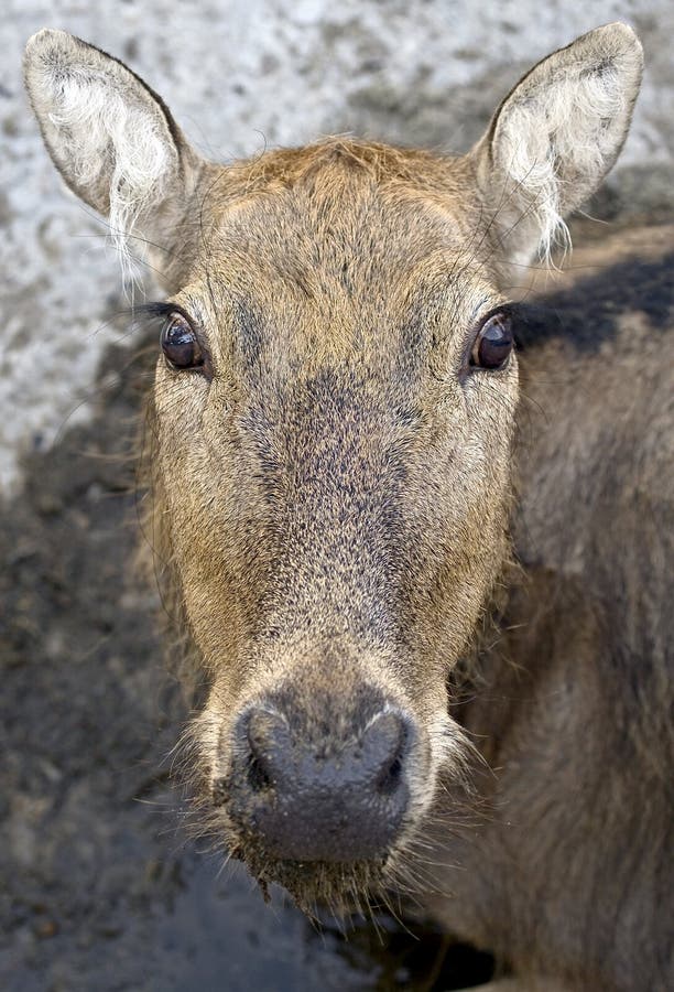 Pere David`s deer 8 stock photo. Image of herbivorous - 21201916