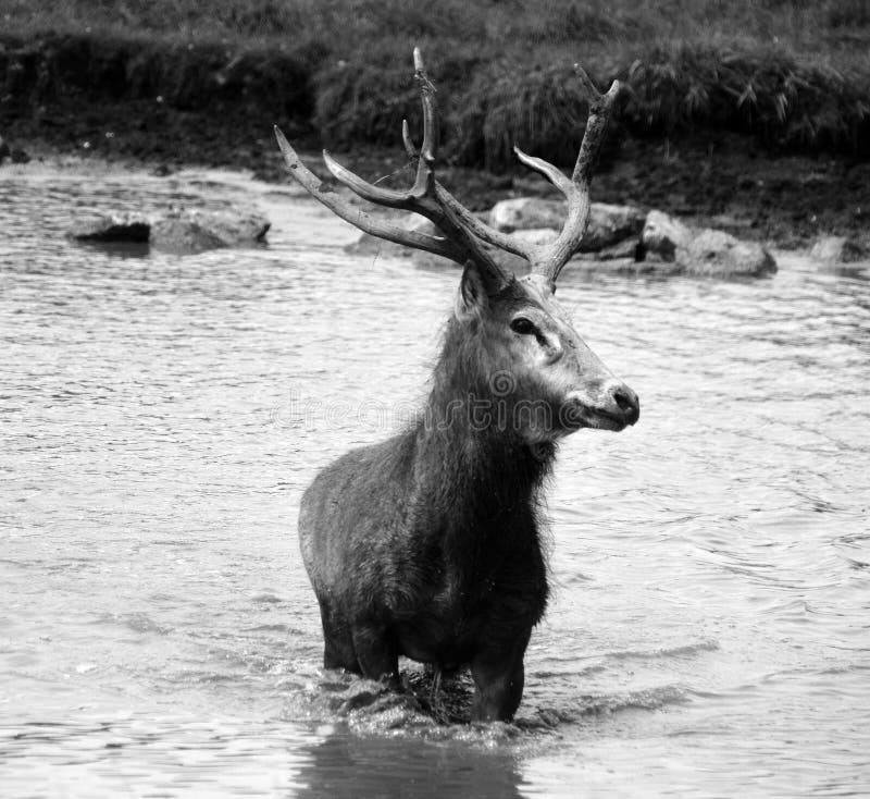 Pere David`s Deer Stock Image Image Of Davids Gorgeous 123552521
