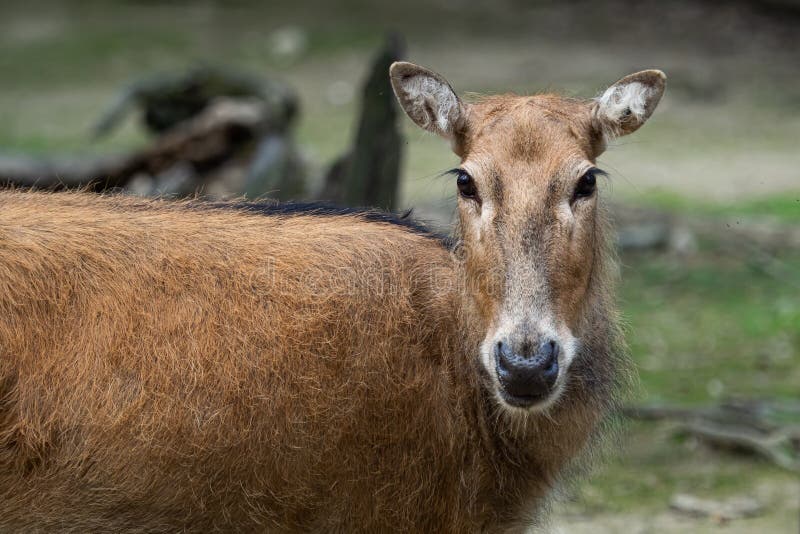 Pere David`s Deer Elaphurus Davidianus, Also Known As the Milu Stock ...