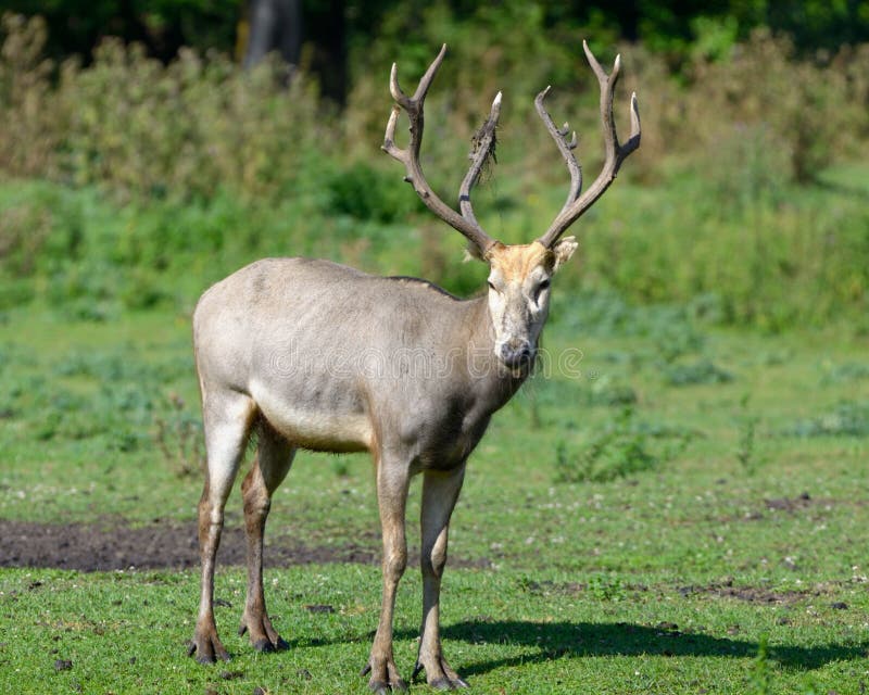 Pere David`s deer 7 stock image. Image of environment - 14512841