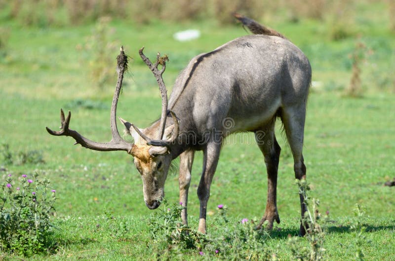 Pere David s deer stock image. Image of pere, elaphurus - 43636449