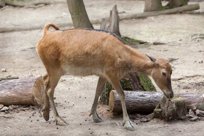 Pere David`s Deer Elaphurus Davidianus Stock Photo - Image of animals ...