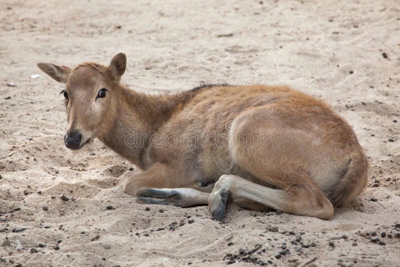 Pere David`s Deer Elaphurus Davidianus Stock Photo - Image of david ...