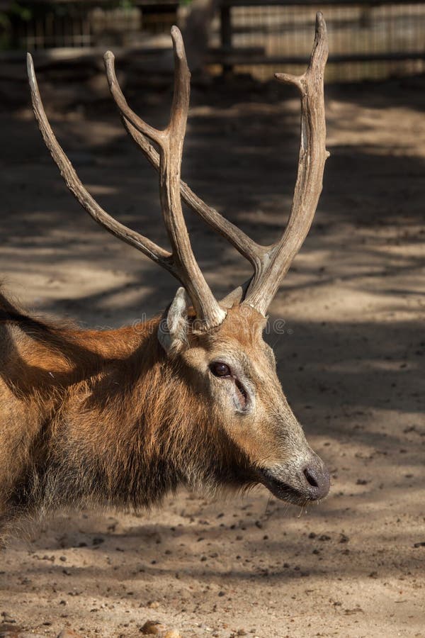 Pere David`s Deer Elaphurus Davidianus Stock Photo - Image of ...