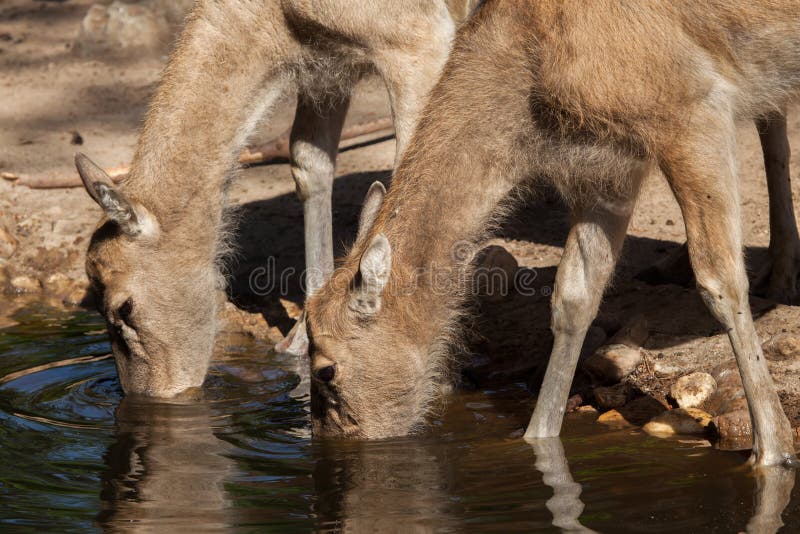 Pere David`s Deer Elaphurus Davidianus Stock Photo - Image of drinking ...