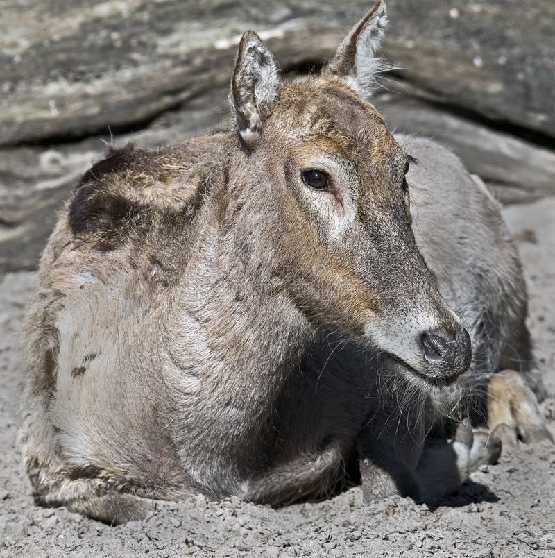 Pere David`s deer 7 stock image. Image of environment - 14512841