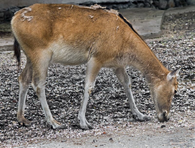 Pere David`s deer 7 stock image. Image of environment - 14512841