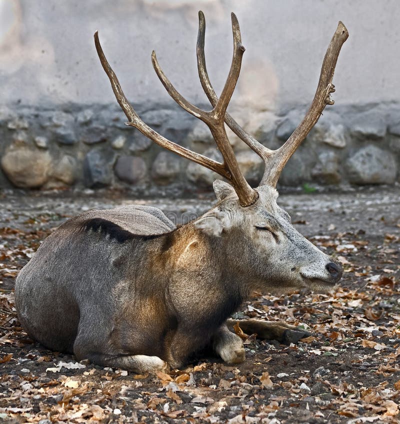 Pere David`s deer 7 stock image. Image of environment - 14512841