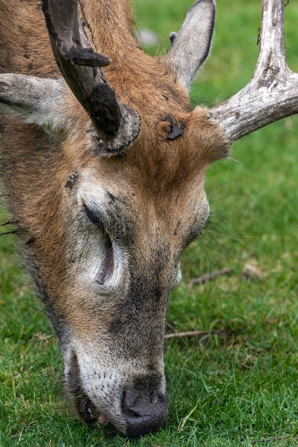 Pere Davids Deer (elaphurus Davidianus Stock Photo - Image of ...