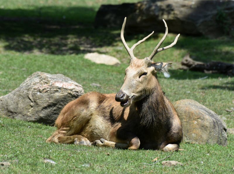 Pere Davids Deer Resting Field Stock Photos - Free & Royalty-Free Stock ...