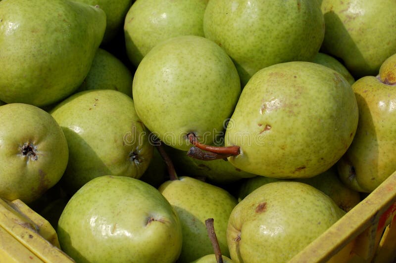 Pere Verdi fotografia stock. Immagine di mano, mangi - 20996886