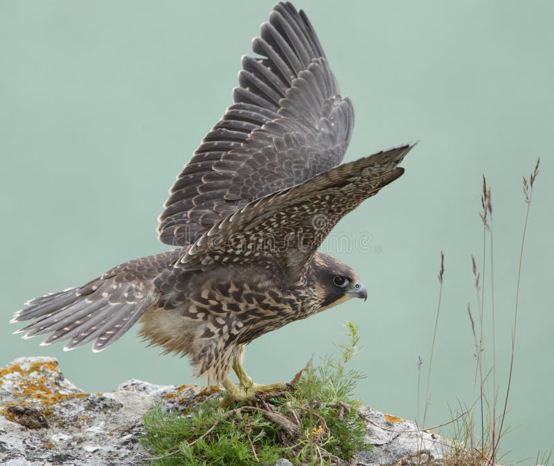 Peregrin stock photo. Image of claws, juvenile, wings - 19996324