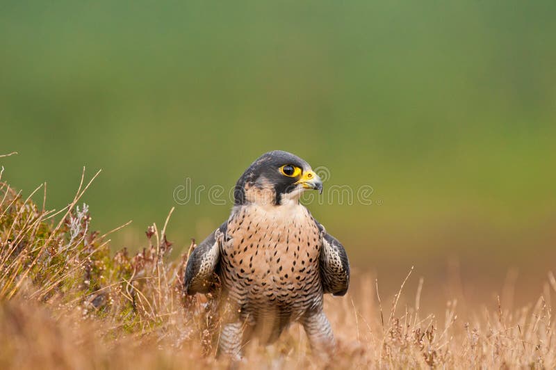 Peregrin Falcon stock photo. Image of falcon, close, dive - 666328