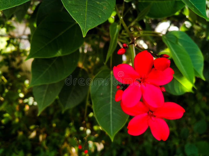 Peregrina Plant 2 stock image. Image of flora, gardening - 346993051