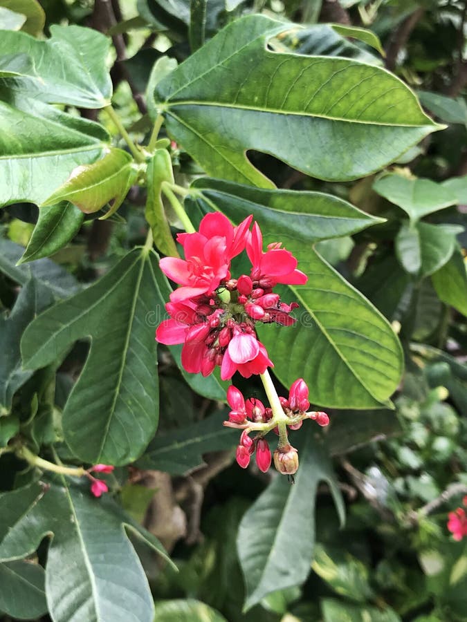 Peregrina or Spicy Jatropha or Jatropha Integerrima Flower. Stock Image ...