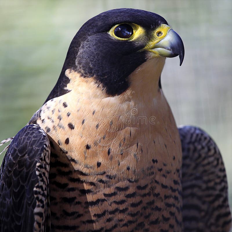 Peregrine Falcon stock photo. Image of eyes, animal, beak - 194610