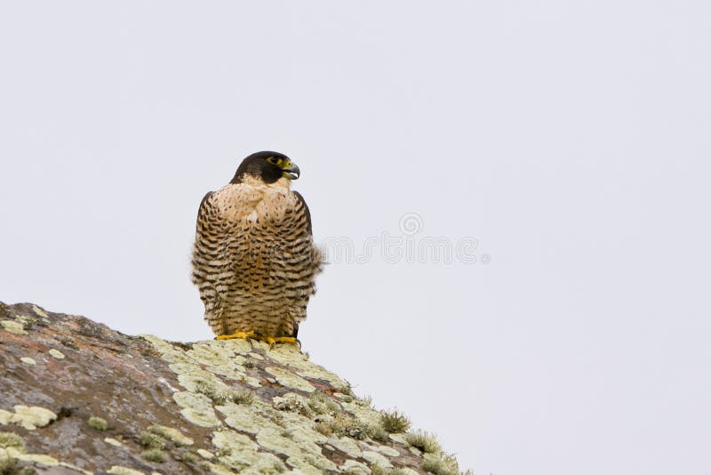 Peregrine Falcon stock image. Image of anatum, falco - 13735647