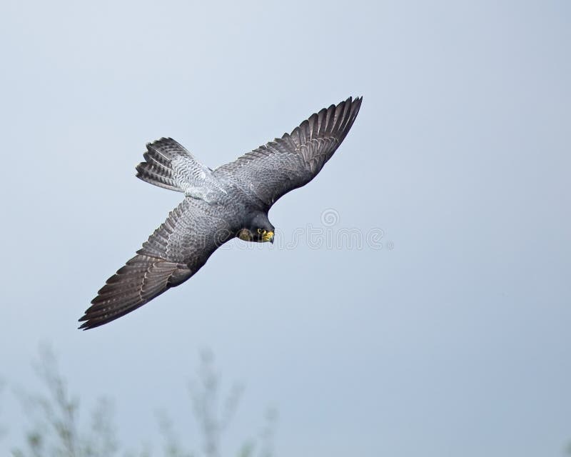Soaring Falcon stock photo. Image of hunting, hawking - 35547018