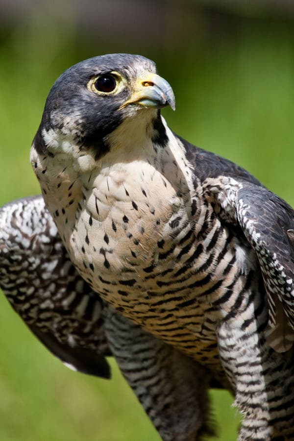 Peregrine Falcon stock photo. Image of eyes, animal, beak - 194610