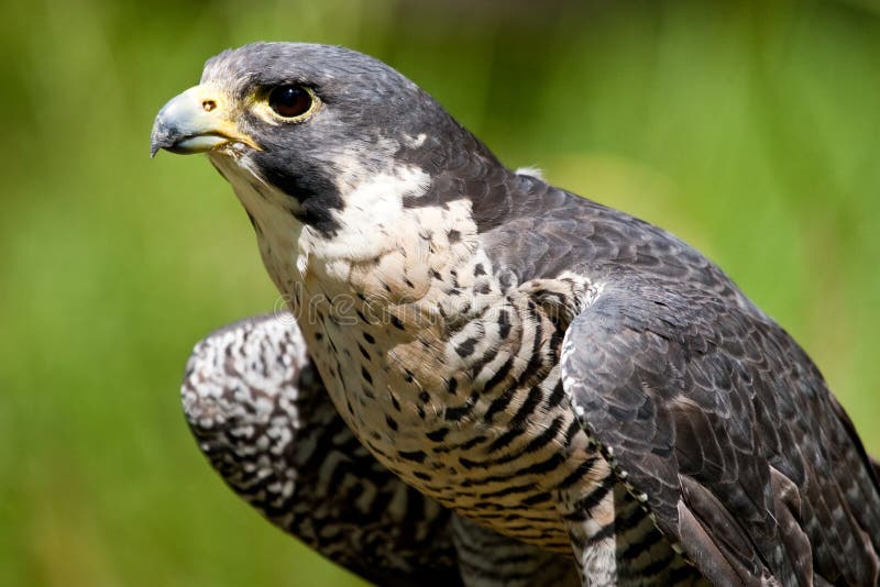 Peregrine Falcon stock photo. Image of bill, beak, portrait - 15258372