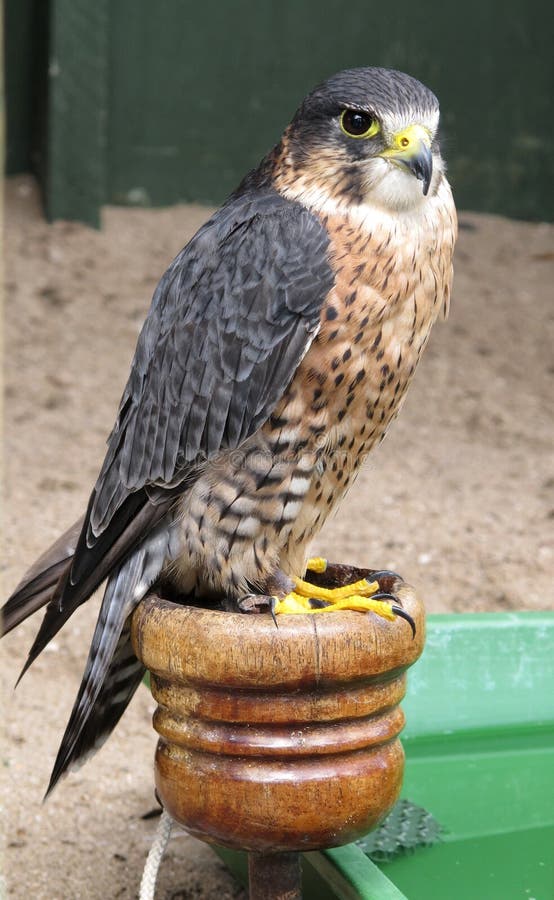 Peregrine Falcon stock image. Image of animal, falcon - 18299909