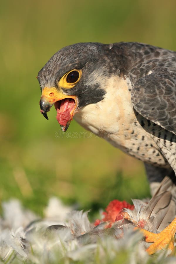 7+ Peregrine falcon eating Free Stock Photos - StockFreeImages