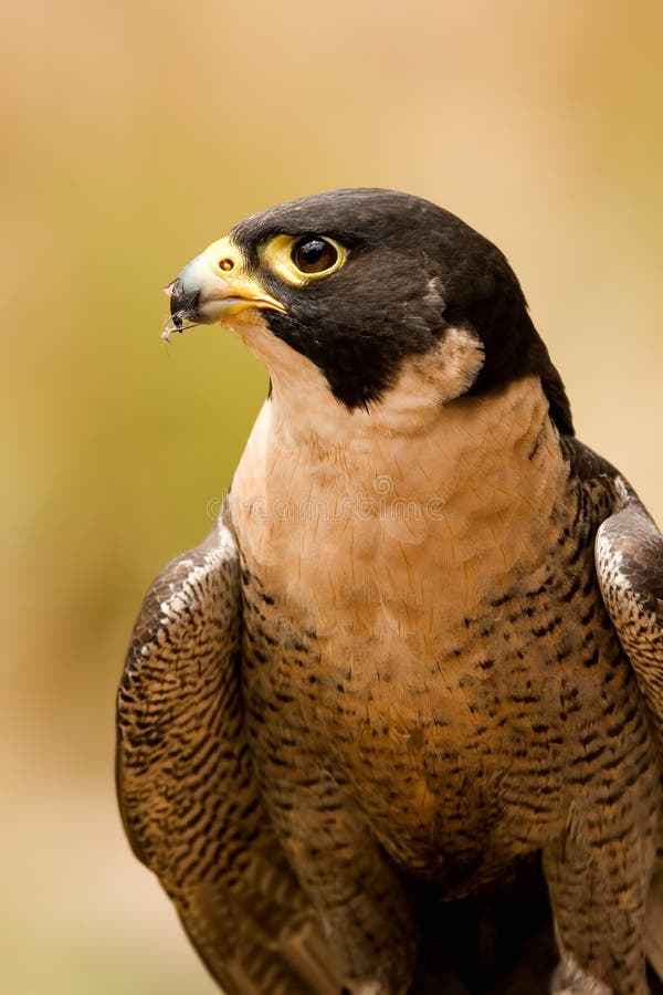 Peregrine Falcon stock image. Image of bird, proud, prey - 1778643
